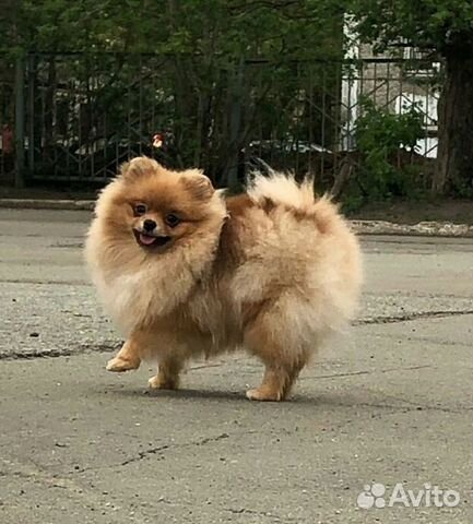 Милашка Пом