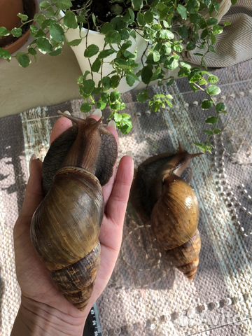 Улитки ахатины молодые 12 см панцирь + аквариум 15