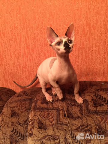 Бамбино голубоглазка