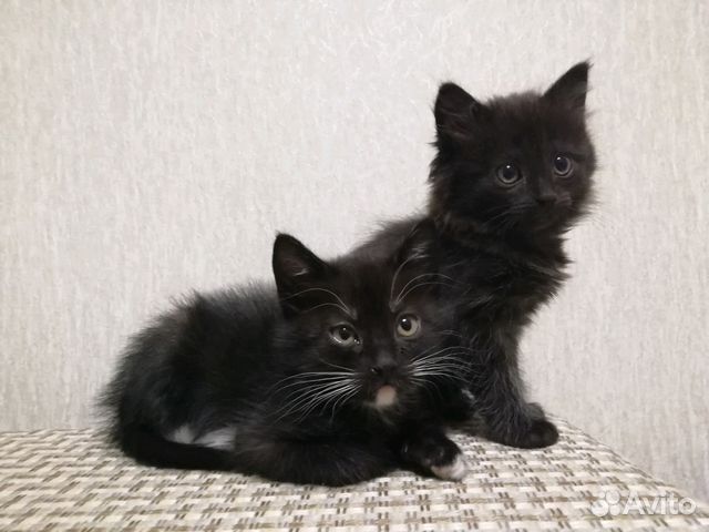 Подброшенные в подъезд котята ищут дом