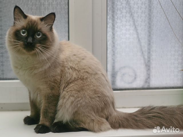 Очаровательные котята Невской Маскарадной