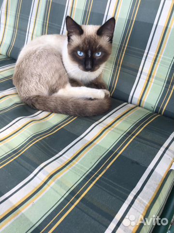 Отдам в добрые руки Арчи