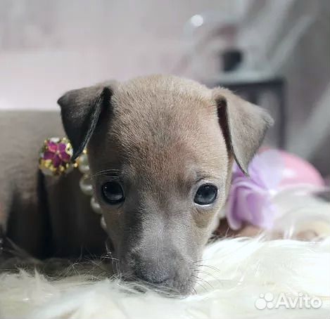 Левретка мальчик