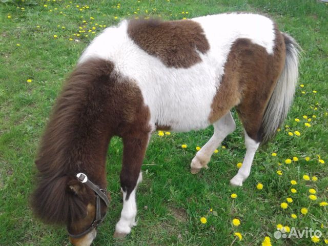 Пони кобыла