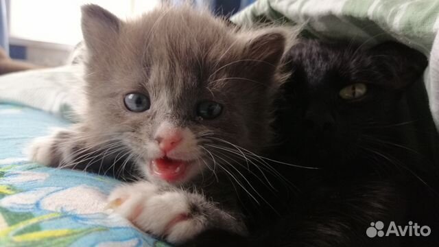 Двухмесячные котята-кесарята - серый и полосатый