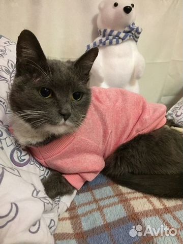 Кошечка Ева ждет второй шанс