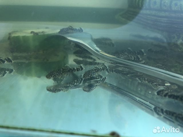 Сомики анцитруса