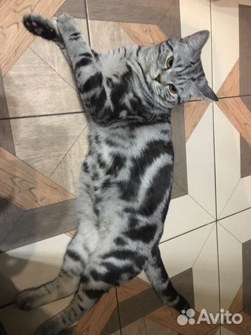 Вязка кота