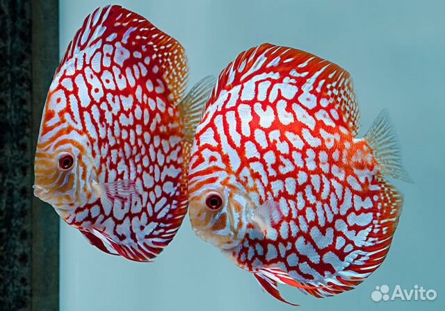 Красная карта Дискус