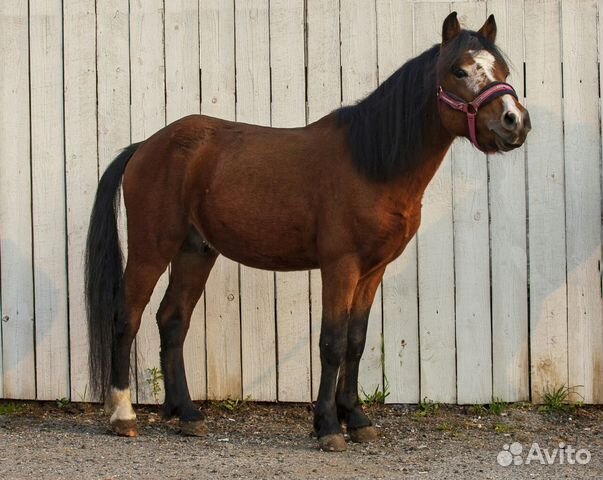 Продаётся пони