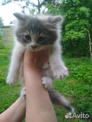 Продам котенка