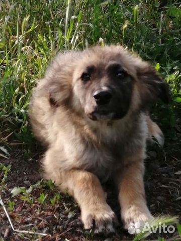 Очаровательный мальчик ищет дом