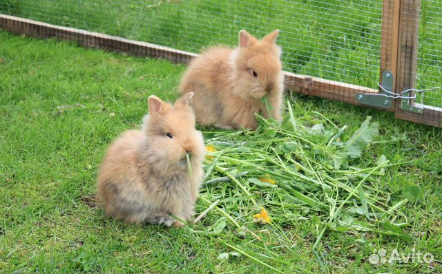 Крольчата Карликовой ангоры