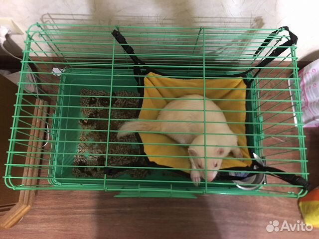 Хорёк Альбинос