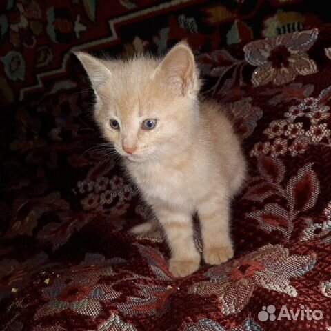 Очаровательная малышка ищет дом
