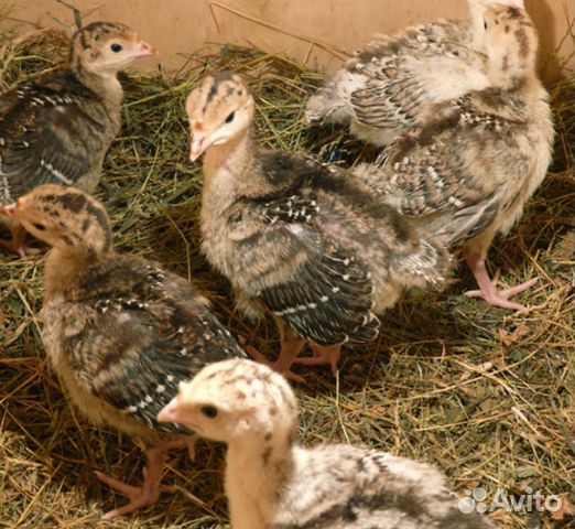 Индюшата подросшие