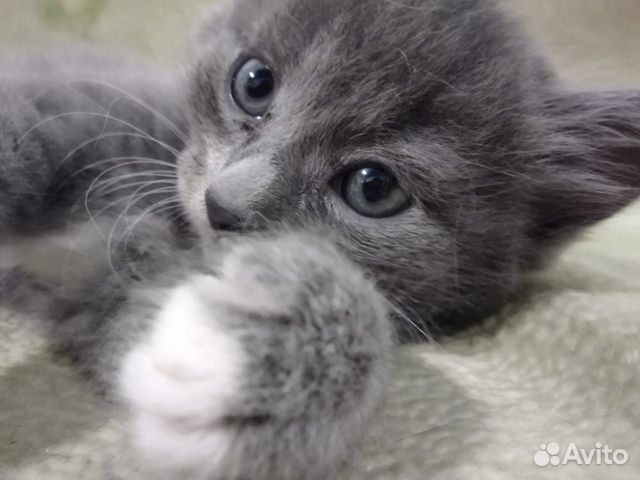 Котята от домашней кошки и полуперсидского кота