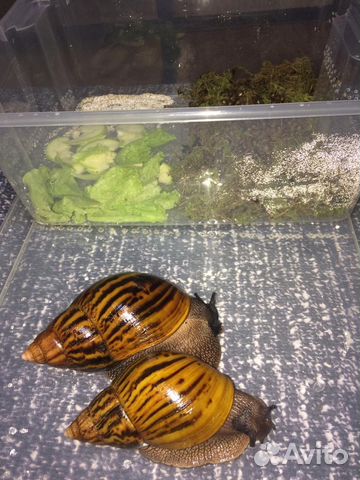 Улитка Ахатина Ахатина тигр