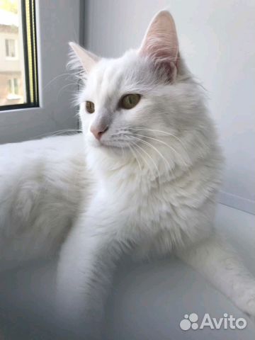 Отдам кота. Белый, 1 год. Кастрирован