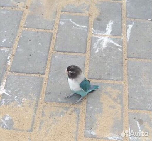 Найден попугай