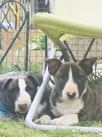 Мальчики миниатюрного бультерьера