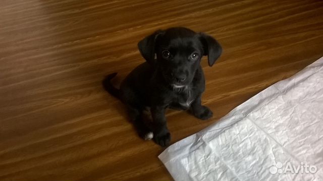 Ищет дом щенок от мелкой собачки Милочка