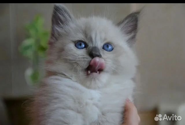 Свободные котята