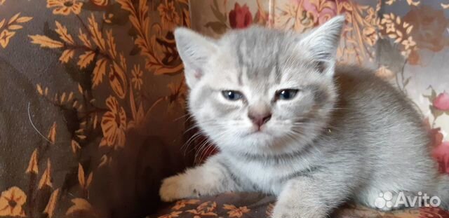 Котенок британец, само очарование