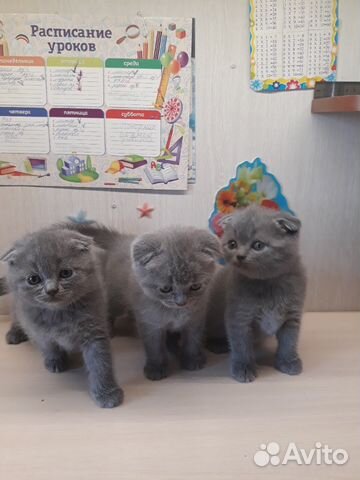 Продаются котята