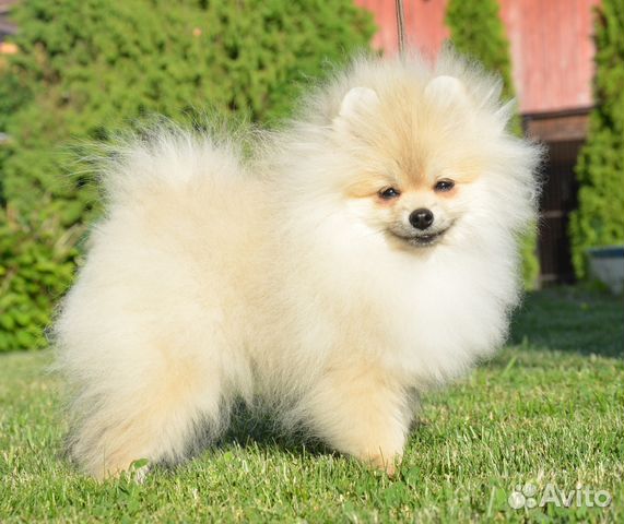 Кремово-соболиный мальчик продается 7 месяцев