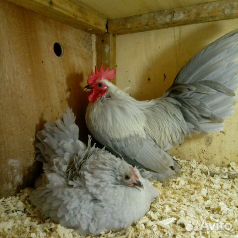 Куры Мильфлёр и Антверпенские. Семьи