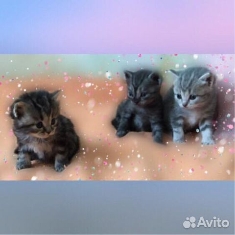 Британские котята