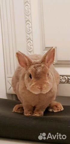 Кролик декоративный,мини отдам