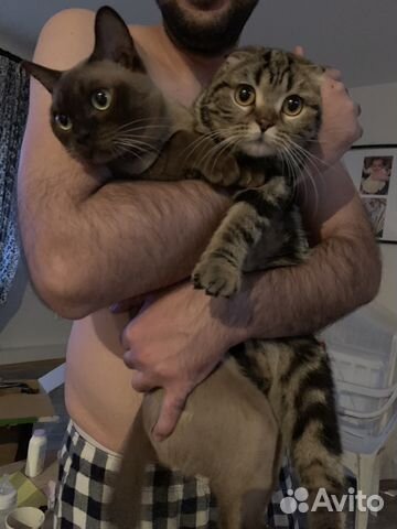 Котята скоттиш фолда и европейской бурмы