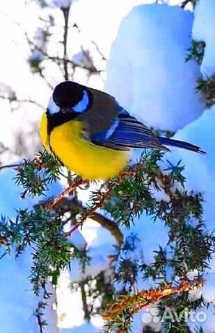 Зерноядные певцы