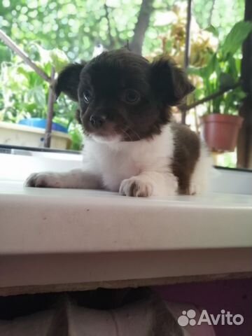 Продаются очаровательные щенки