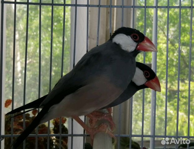 Пара рисовых амадин с небольшой клеткой