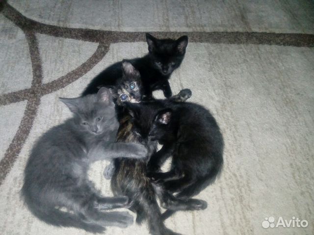 Котята в добрые руки