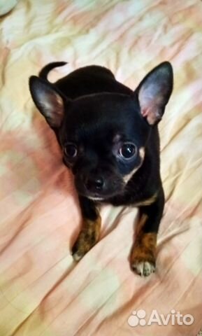 Щеночки чихуашки