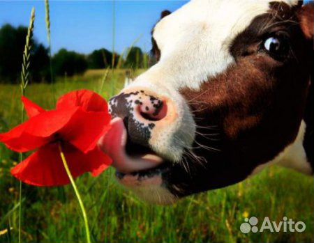 Крс перевезу Продам овцы бараны козы