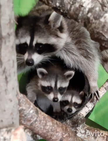 Продается ручной енот полоскун девочка 2 мес