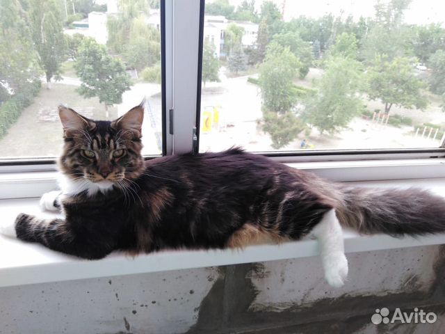 Мур-чик