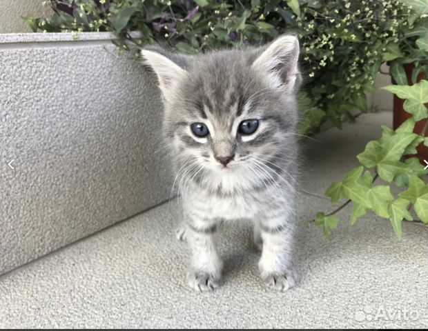 Котик от персидской шиншиллы