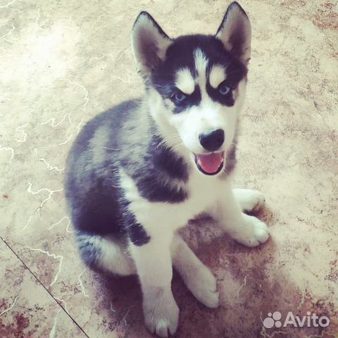Щенок Хаски