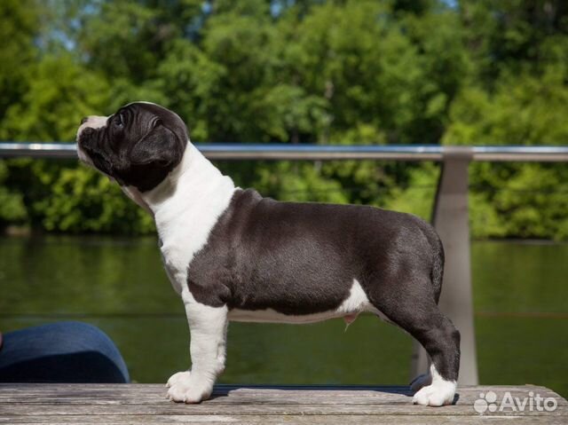 Американский стаффордшиский терьер