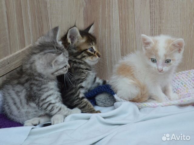 Ищем добрые руки и семью для малышей сироток