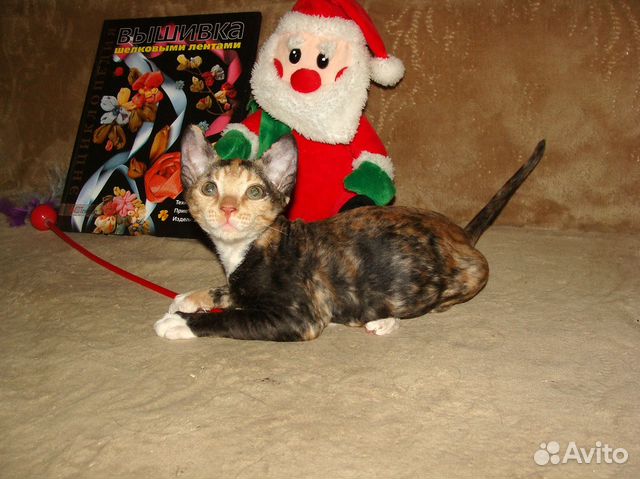 Черепаховое и белое уральский рекс девочка