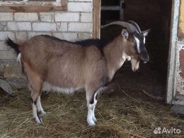 Продаю дойную козу
