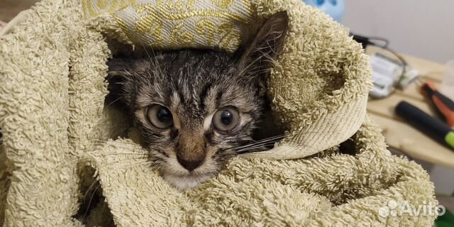 Помогите котятам найти дом