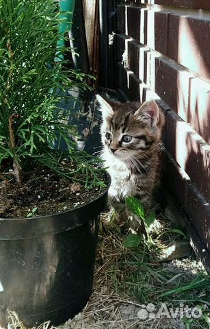 Котята в добрые руки